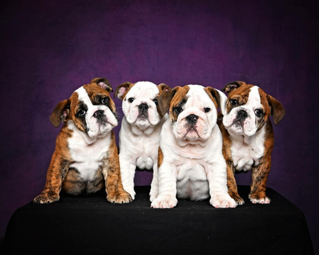 Starlight Bulldogs | Ethical & Champion Bulldog Breeders